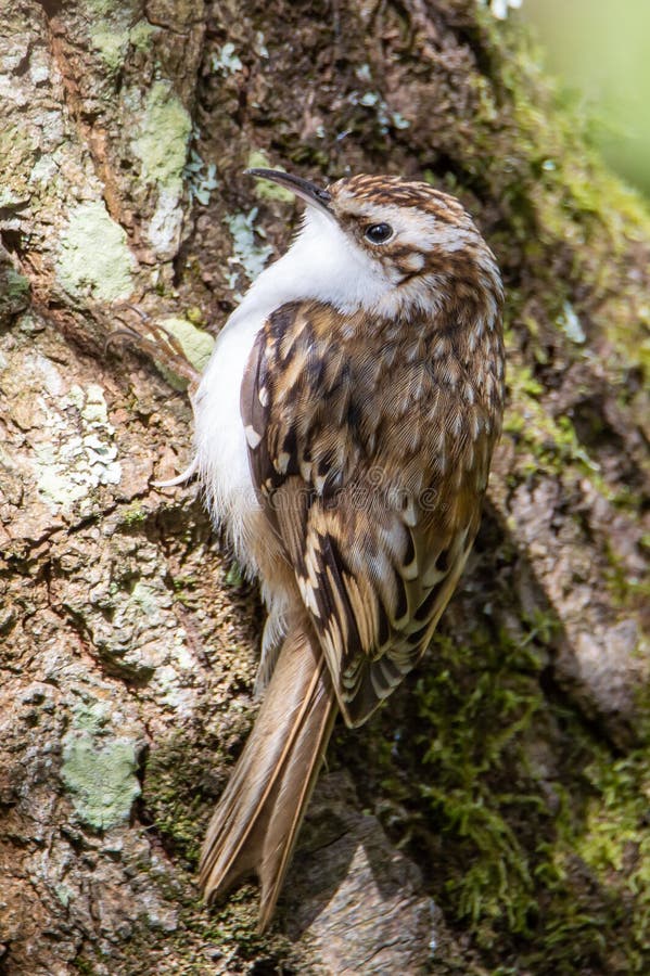 Tree Creeper on the Base of a Tree Stock Photo - Image of little, bird ...