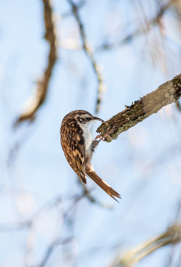 Tree Creeper bird stock photo. Image of native, bird - 53143122