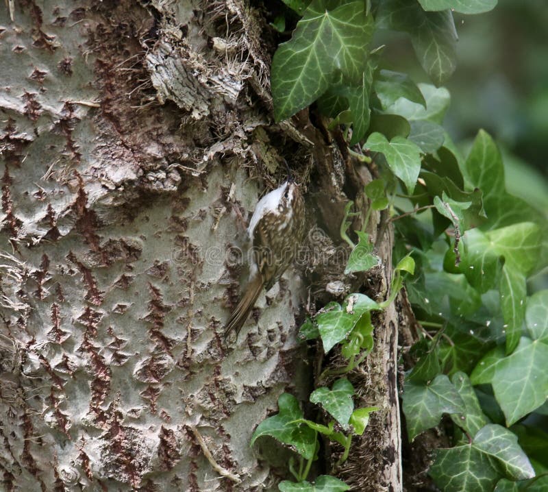 Tree Creeper Bird on a Tre Trunk Stock Image - Image of nature, avians ...