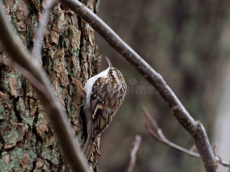 Tree Creeper - Certhia Familiaris Stock Photo - Image of songbird ...