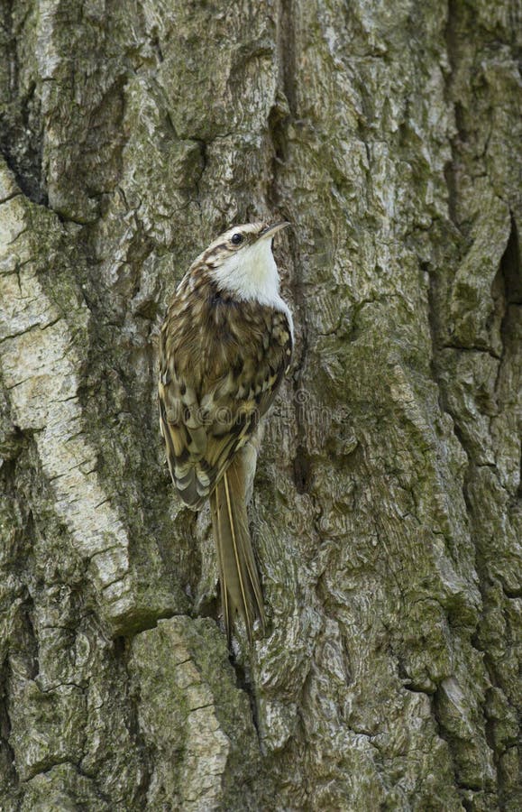 A Tree Creeper on a Trunk of a Tree Stock Photo - Image of hawk, eagle ...