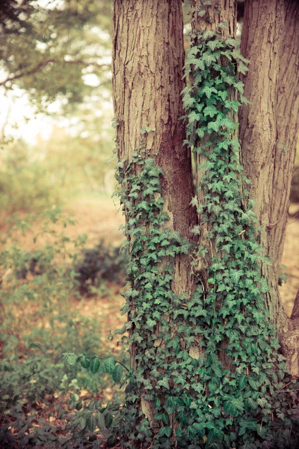 Tree with Creeping Ivy in Forest Stock Image - Image of texture, forest ...