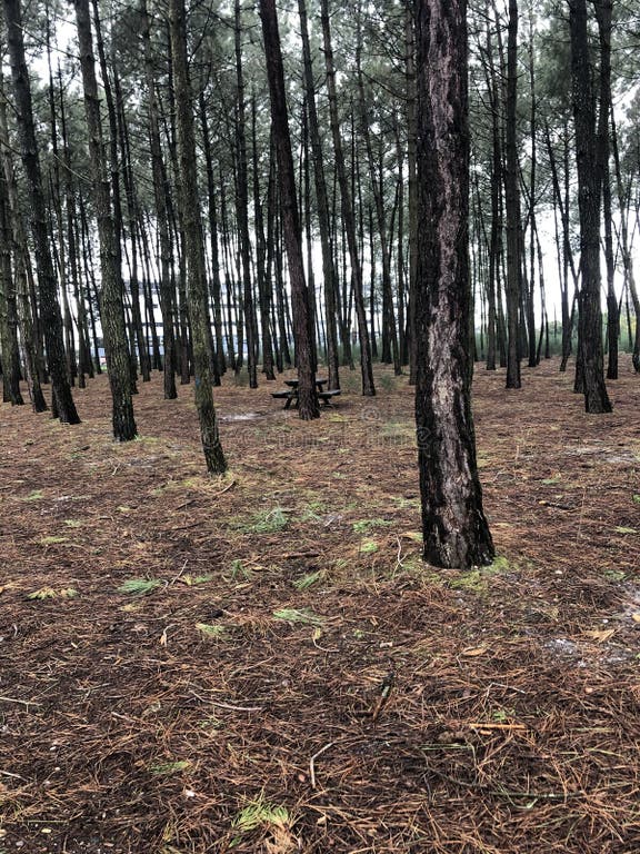 Tree crew stock photo. Image of landes, perspective - 263548844