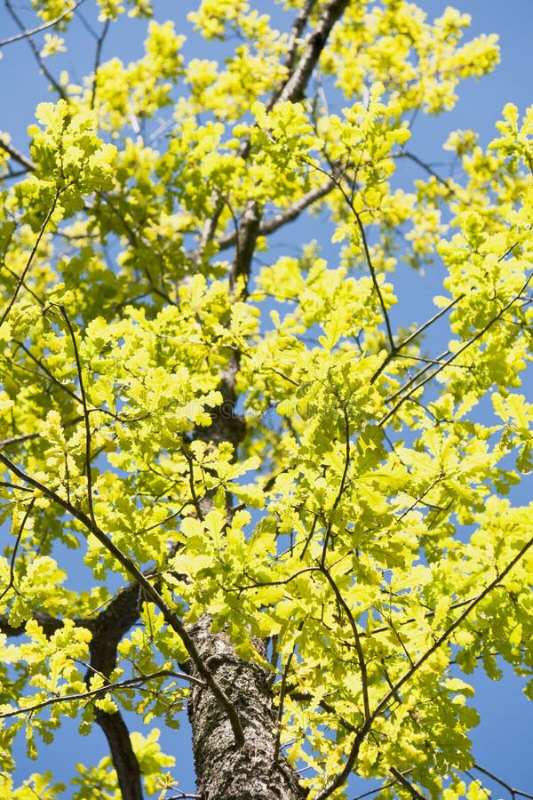 Tree crone stock image. Image of summer, nature, growth - 12764669