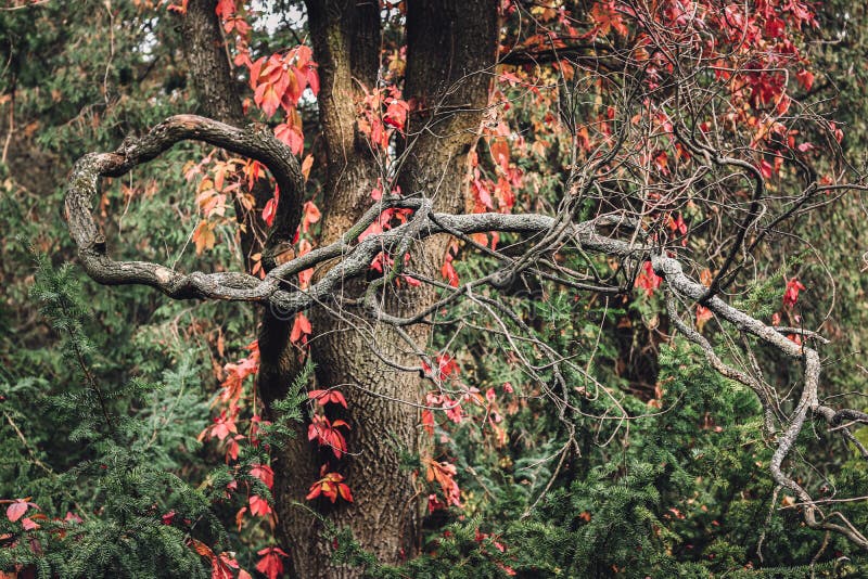 A Tree with Crooked Branches Entwined with Ivy Shoots with Red Leaves ...