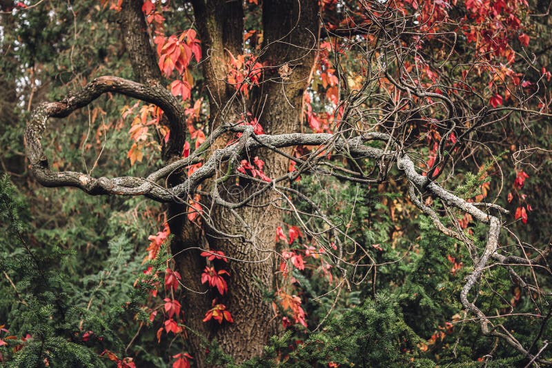 A Tree with Crooked Branches Entwined with Ivy Shoots with Red Leaves ...