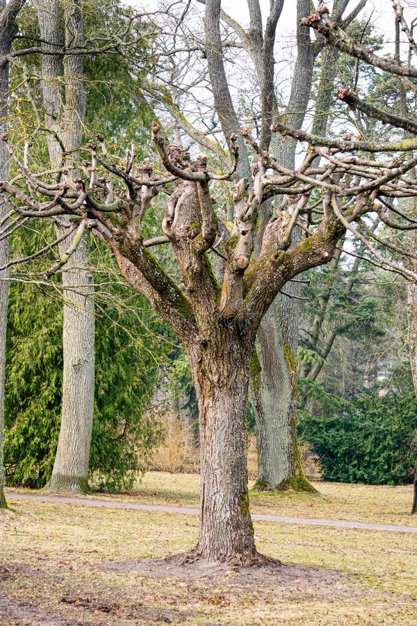 Tree with Crooked Branches in the Park. Stock Image - Image of black ...