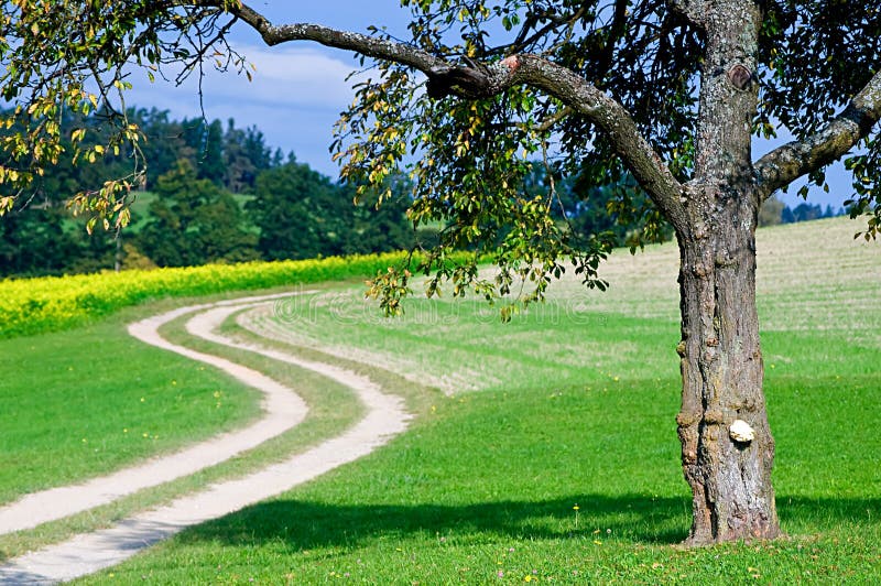 Tree by a crooked Pathway stock photo. Image of footpath - 11881558