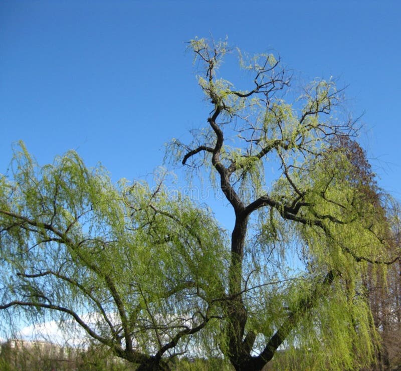 Tree-with-crooked-trunk stock image. Image of - 87859069