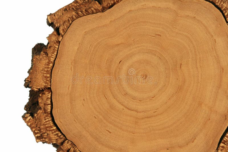Tree cross section stock photo. Image of annual, generation - 13462354