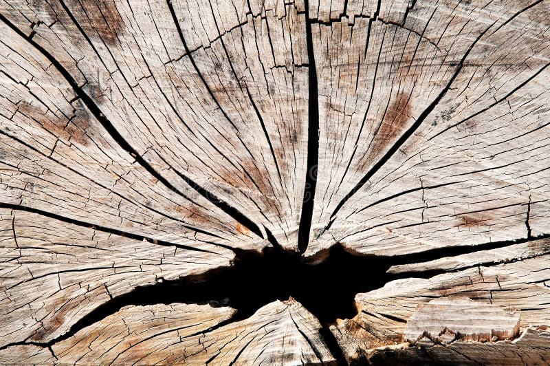 Tree Cross Section stock image. Image of tree, cracked - 24082349