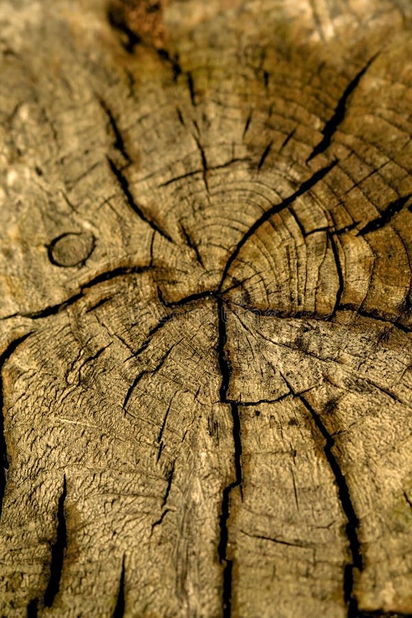 Tree cross section stock photo. Image of cracks, cross - 3263246