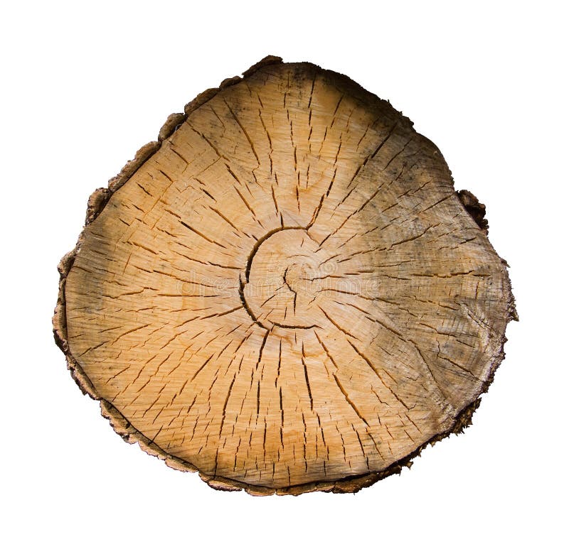Tree Cross Section - Free Photo from StockFreeImages Tree Cross Section - Free Photo from StockFreeImages