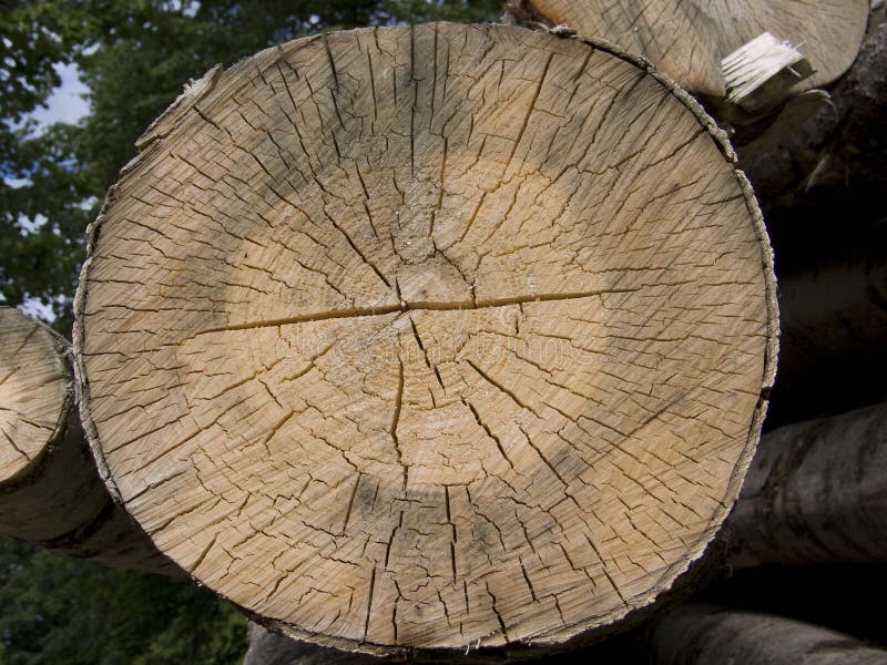 Tree Cross Section Picture. Image: 6188515