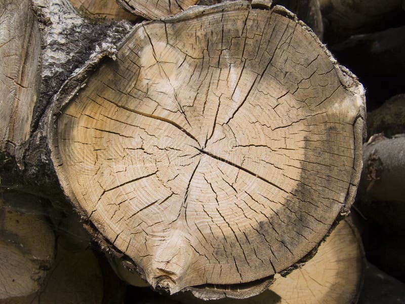 Tree Cross Section Picture. Image: 6188568