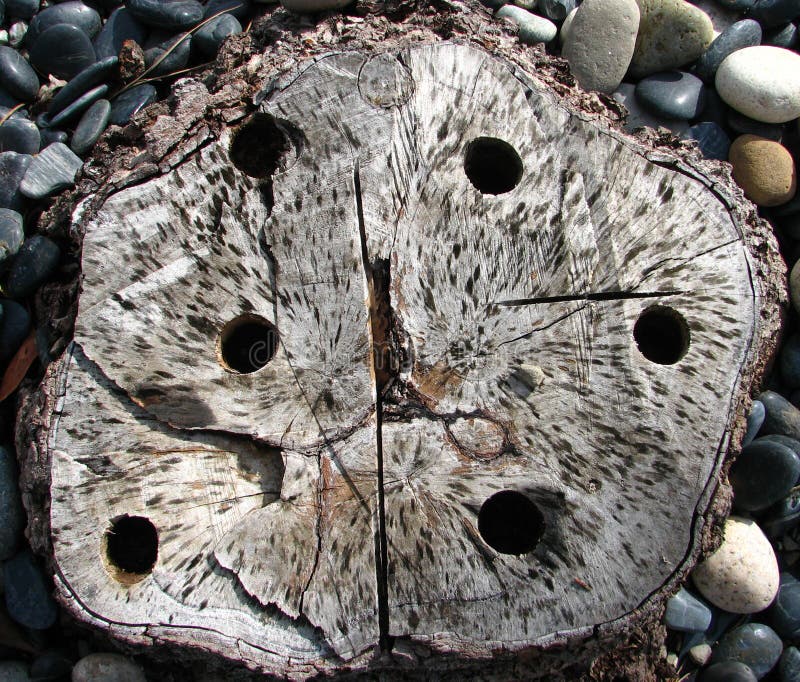 Tree cross-section 2 stock image. Image of wood, texture - 94777805