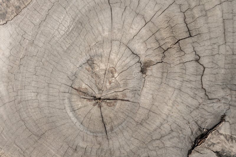 Tree cross section stock photo. Image of skin, weathered - 73197596