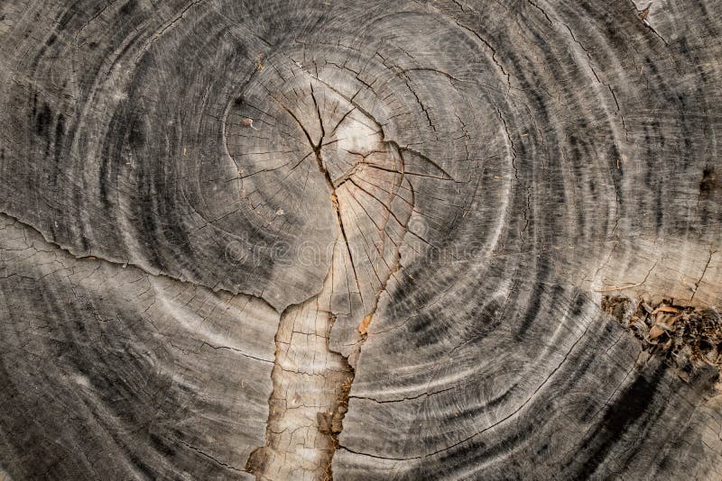 Tree cross section stock image. Image of cross, tree - 80172991