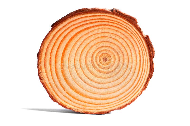 Tree Cross Section Isolated on White Stock Image - Image of botany ...