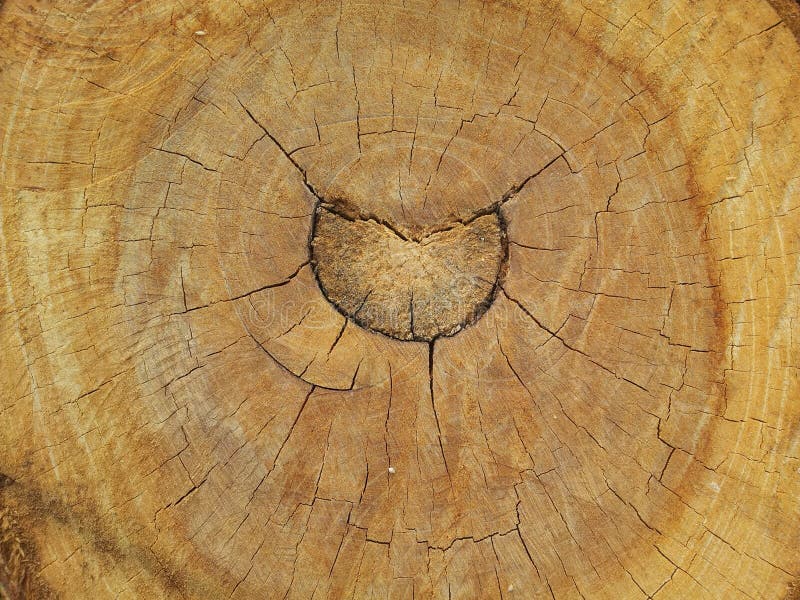 Tree Kohomba Stock Photos - Free & Royalty-Free Stock Photos from ...