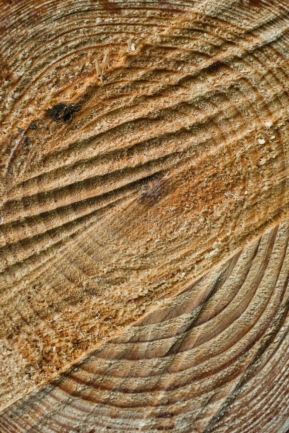 Tree cross section stock photo. Image of organic, detail - 94199342