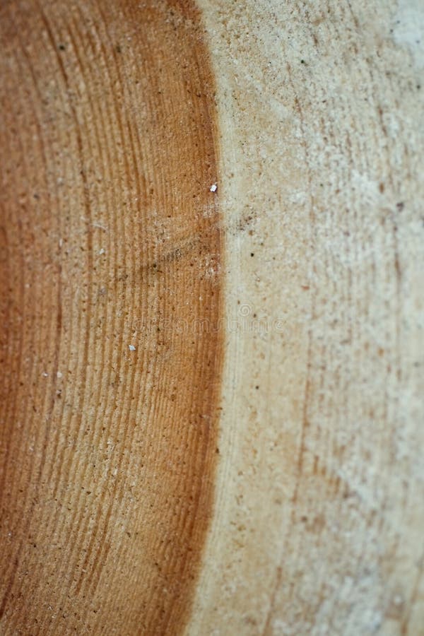 Tree cross section stock photo. Image of organic, detail - 94199342