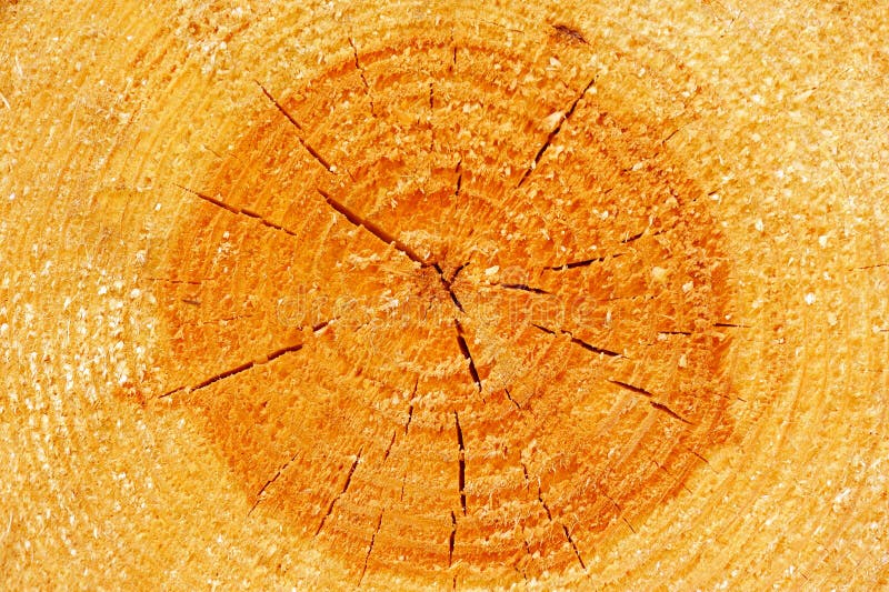 Tree Cross Section Showing Annual Rings Stock Photo - Image of aging ...