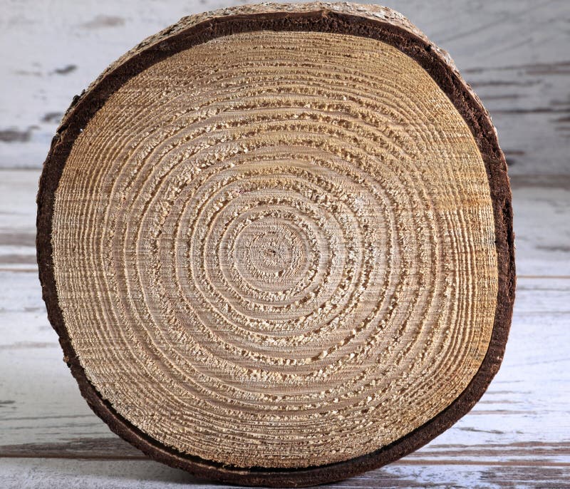 Tree Cross Section and Texture. Stock Photo - Image of circle, forest ...