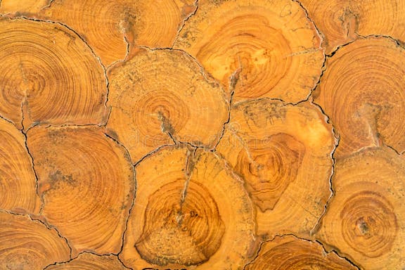 21,161 Tree Cross Section Stock Photos - Free & Royalty-Free Stock ...