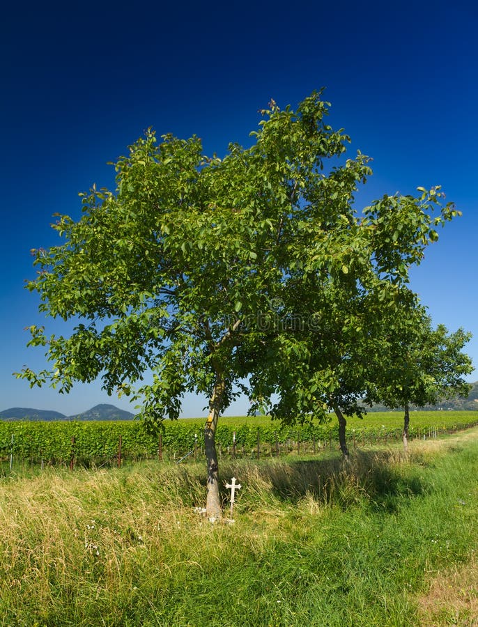 Tree with Cross and Wineyard Stock Image - Image of juice, blue: 15571001