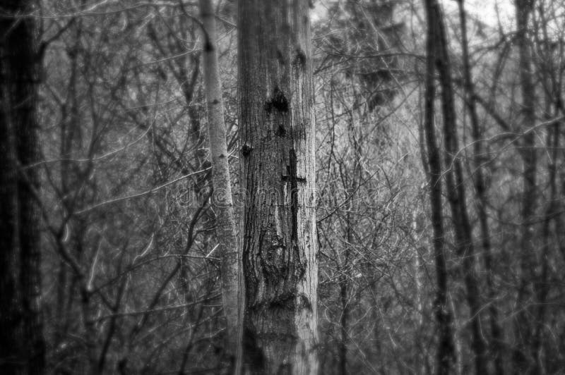 Tree with a Cross in the Woods Stock Photo - Image of tree, woods ...