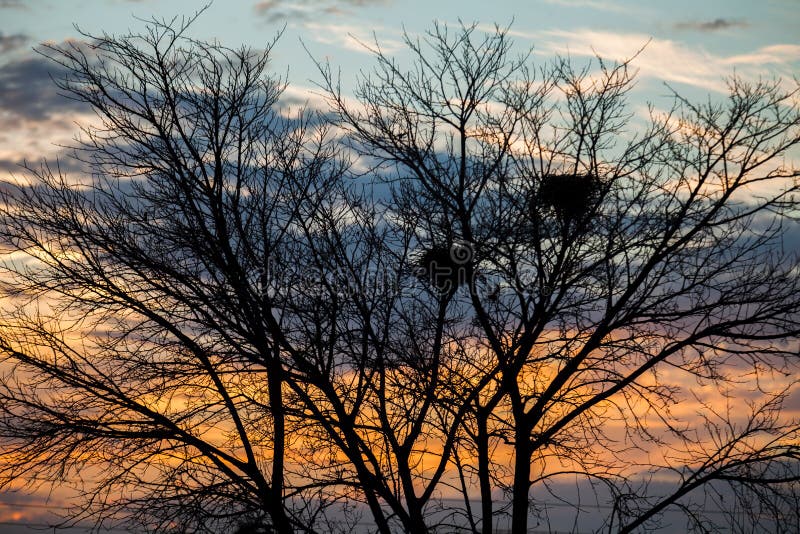 A Tree with Crow Nests at Sunset Stock Photo - Image of nests, setting ...