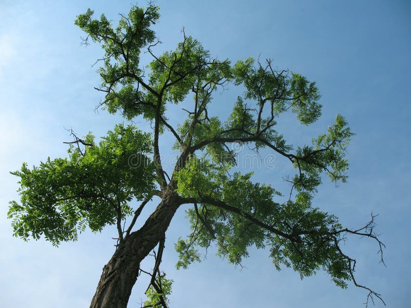 Tree Crown stock image. Image of botanic, green, nature - 20750689