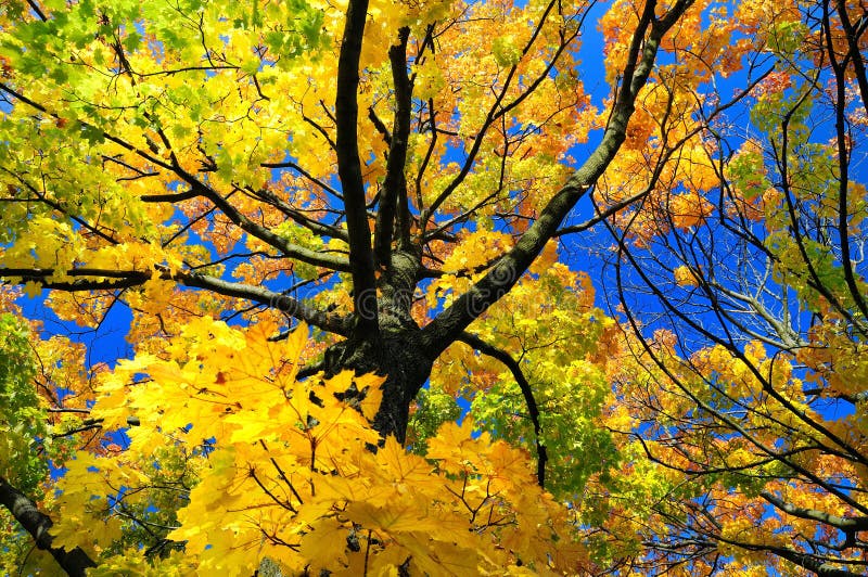 Fall maple trees stock photo. Image of canopies, canopy - 3478154