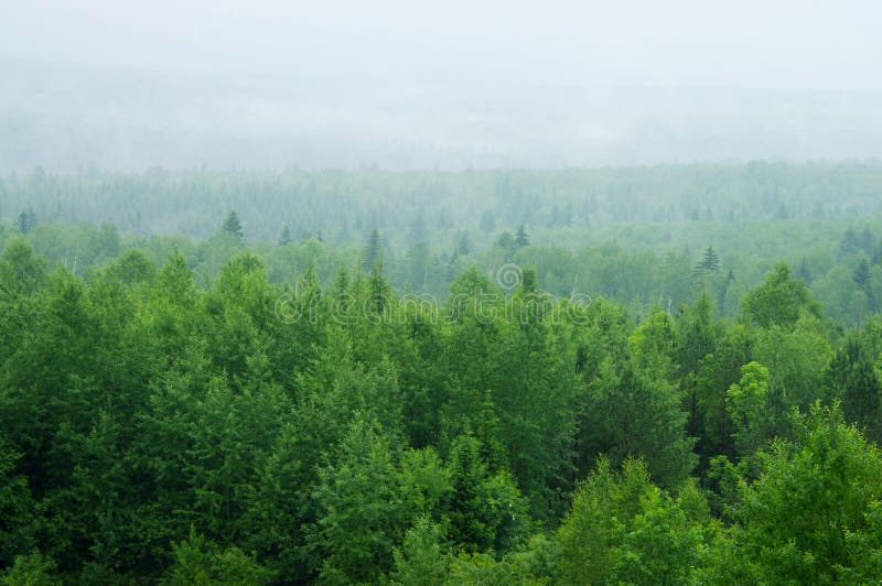 Tree crown stock photo. Image of bright, grow, pattern - 29430692