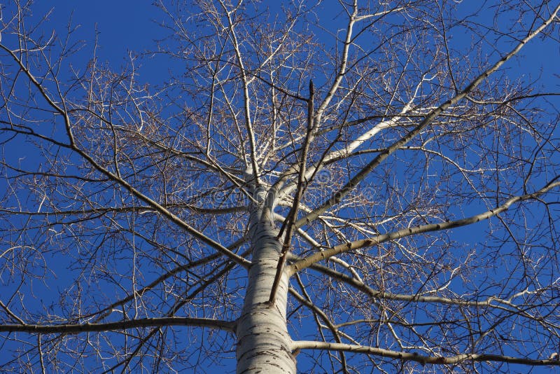 Tree crown stock photo. Image of crown, autumn, blue - 38425674