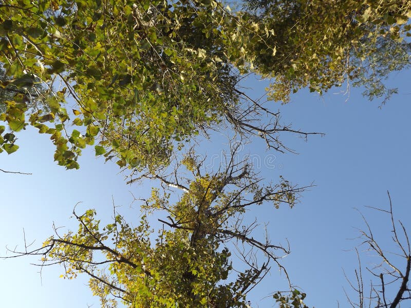 Tree crown. Autumn. stock photo. Image of autumn, branches - 326127878