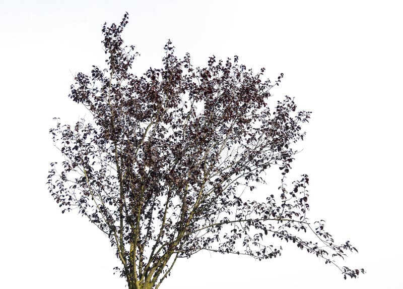 The tree crown stock photo. Image of abstract, color - 261801176