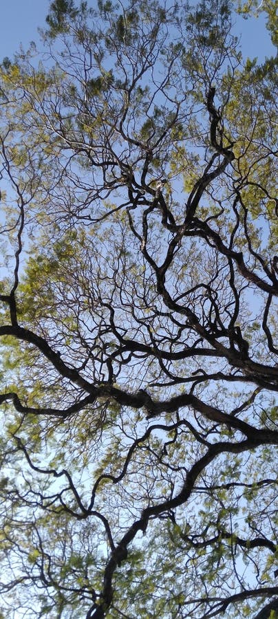 Tree Crown of a Beautifully Branched Tree. Stock Photo - Image of ...