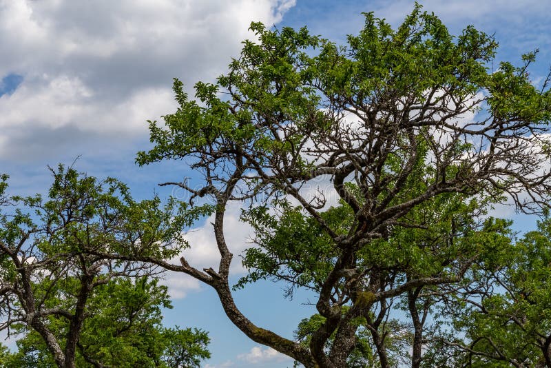 Tree crown stock image. Image of forest, branch, road - 155434469