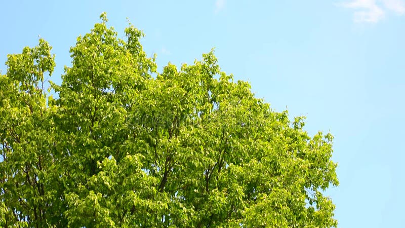 Tree crown swaying in wind stock video. Video of crown - 184306791