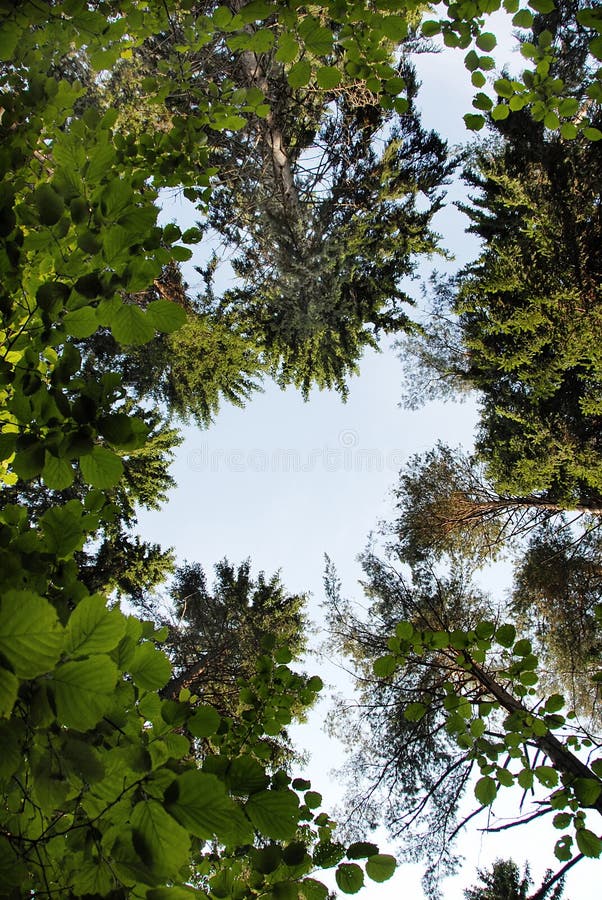 Tree crown frame stock image. Image of leaf, nature, details - 10750975