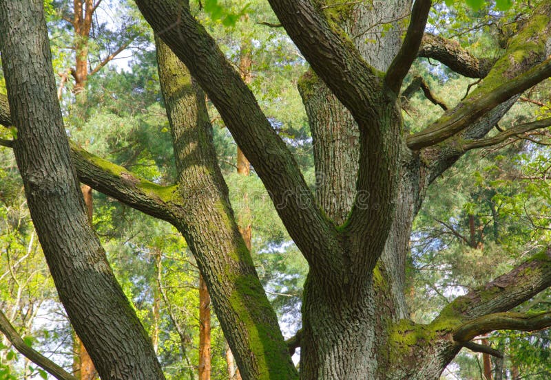 Tree crown nature forest stock image. Image of background - 83133481