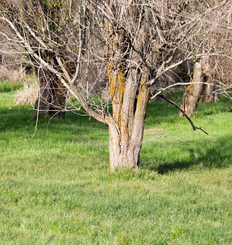 Cut the tree crown stock photo. Image of crown, broken - 109464318