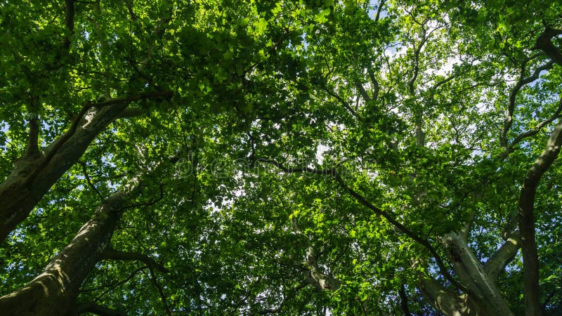 Tree crown in a park stock image. Image of bark, green - 276682221