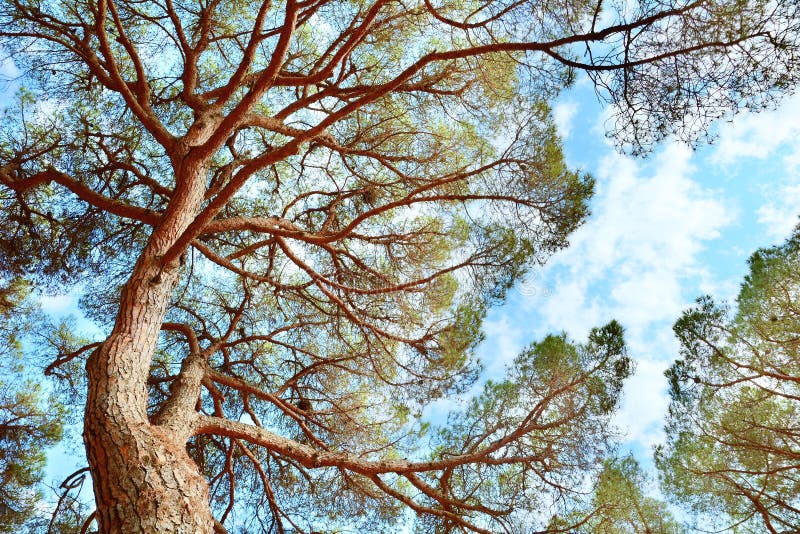 Tree crown stock image. Image of angle, plant, ground - 66161847