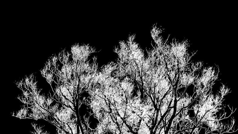 Tree Crown Swaying in the Wind, Monochrome Video Stock Footage - Video ...