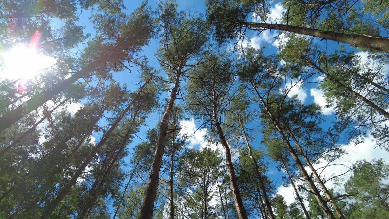 Tree Crown Taken in Autumn with Yellowing Leaves Stock Video - Video of ...