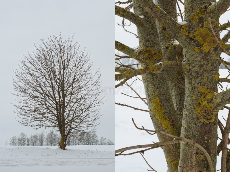 Tree crown and trunk stock image. Image of weather, huge - 108516771