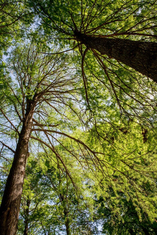 Tree crown stock image. Image of nature, light, tree - 91891847